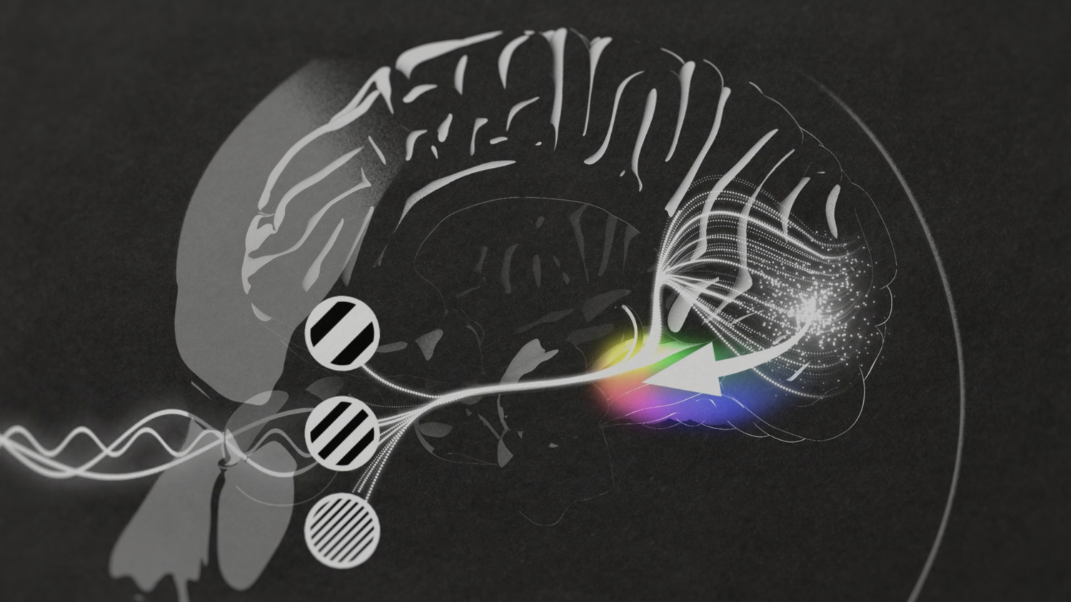 Body & Brain | Articles, Videos, & Interactives | NOVA | PBS