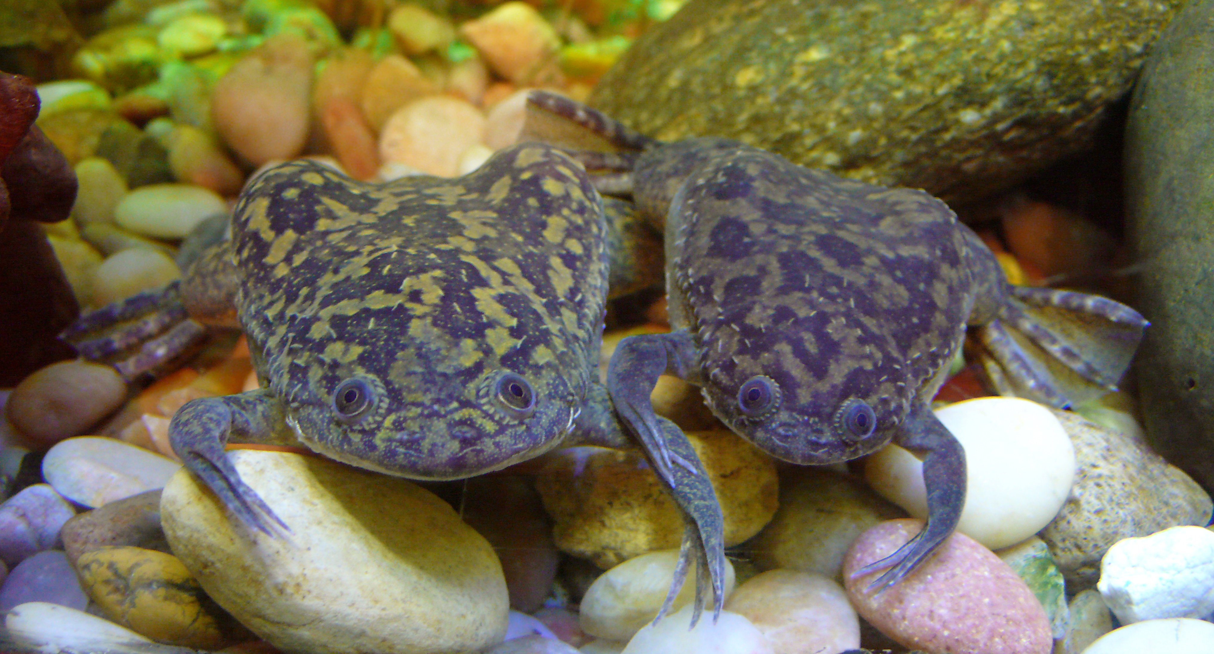 Progesterone Device Helps Frogs Regenerate Lost Limbs | NOVA | PBS ...