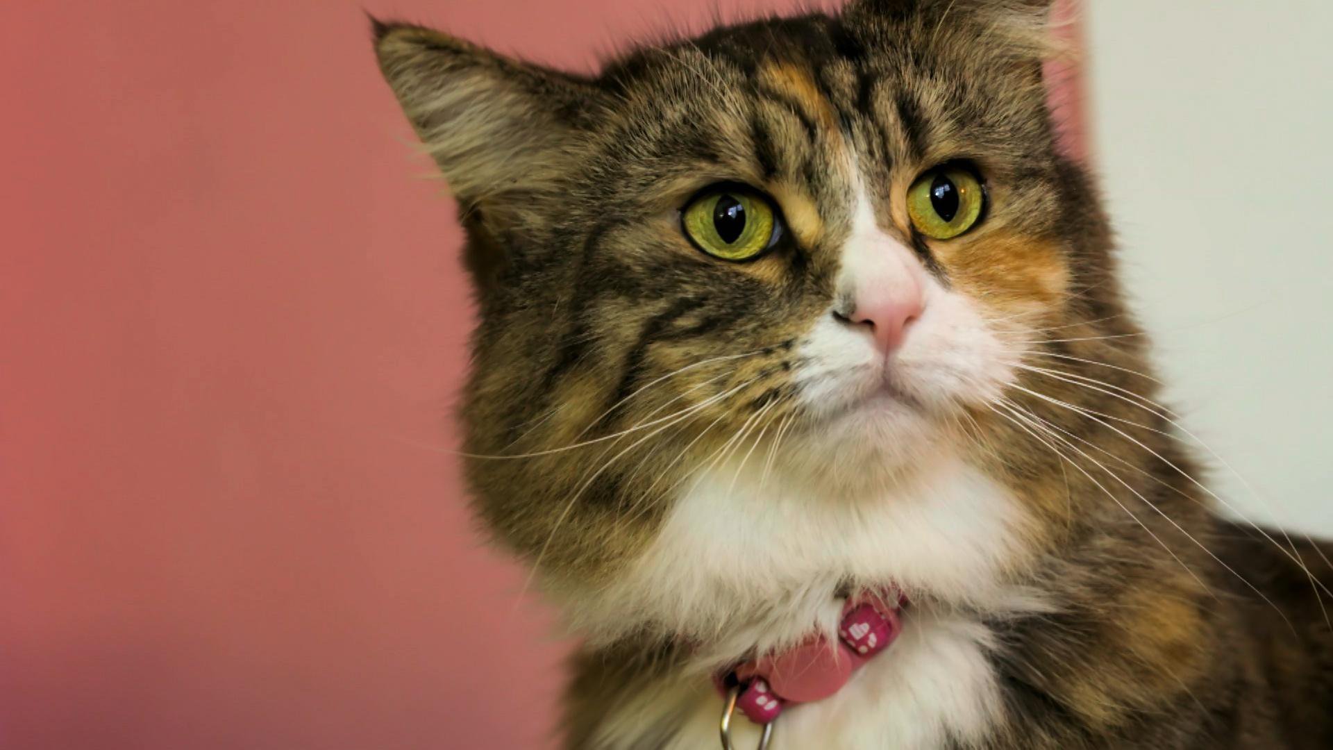 Are Cats As Easy to Train as Dogs? | NOVA | PBS