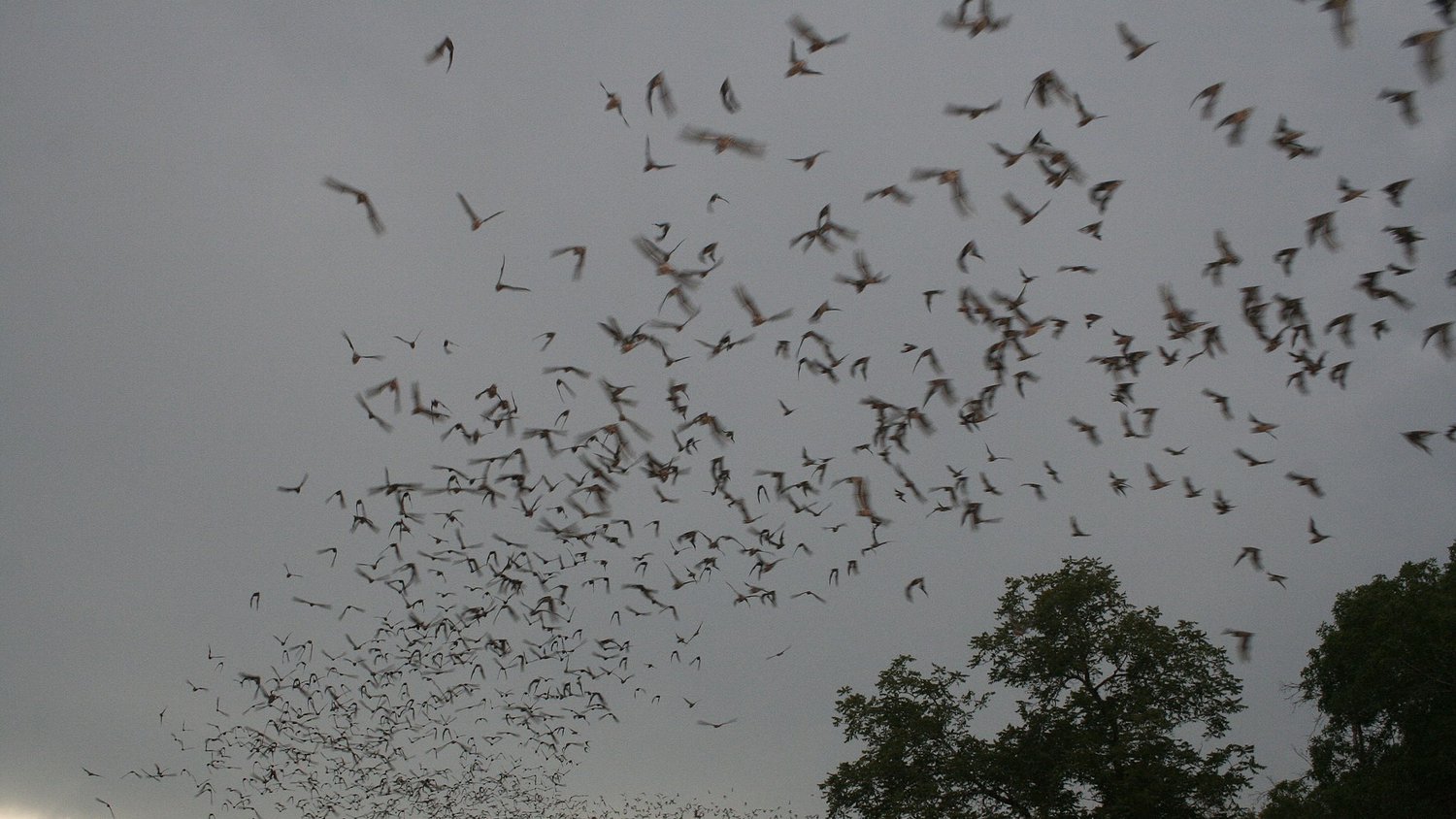 Bat Superpowers | NOVA | PBS