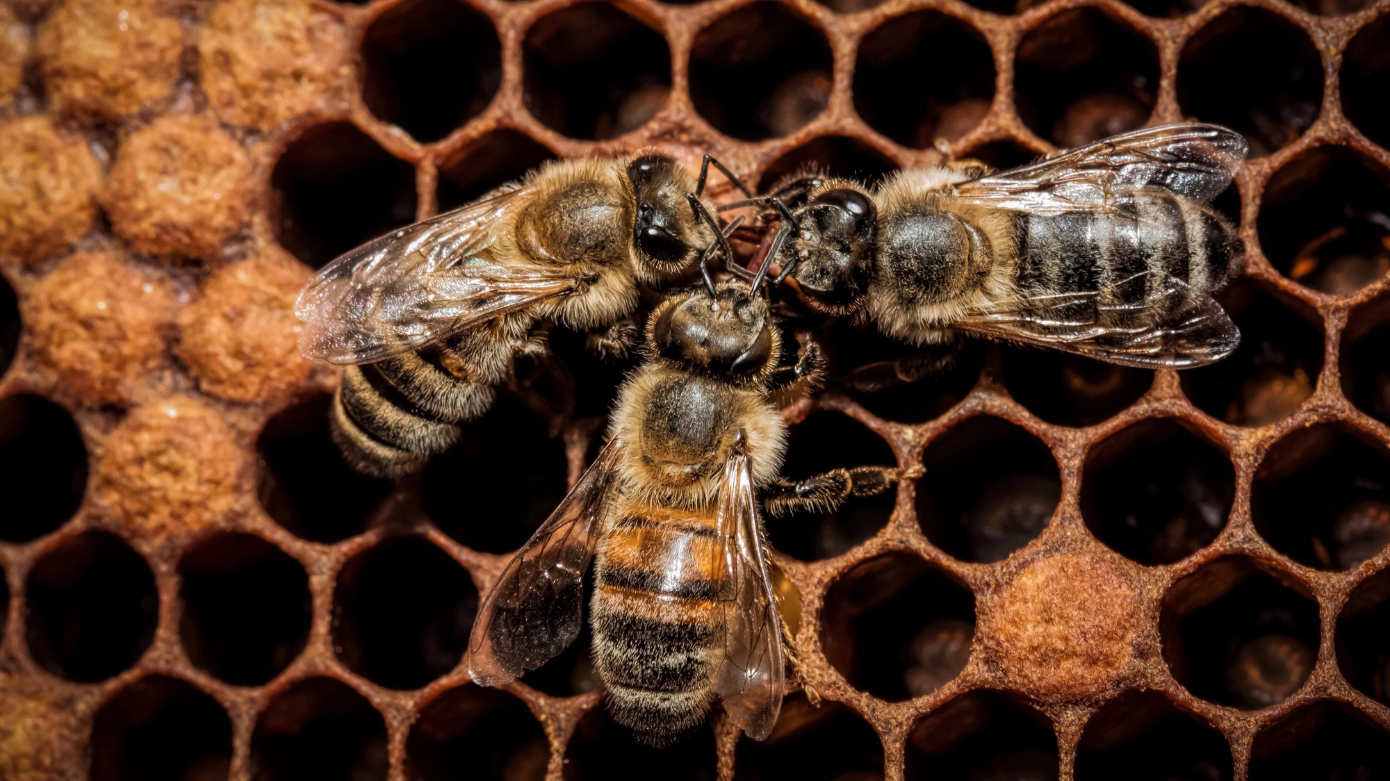 The Wave that Saves: The Warning Systems of Giant Honeybees | NOVA | PBS