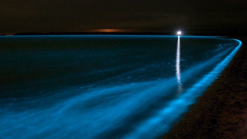 Bioluminescent Bays Shine Light on Puerto Rico's Resilience | NOVA | PBS