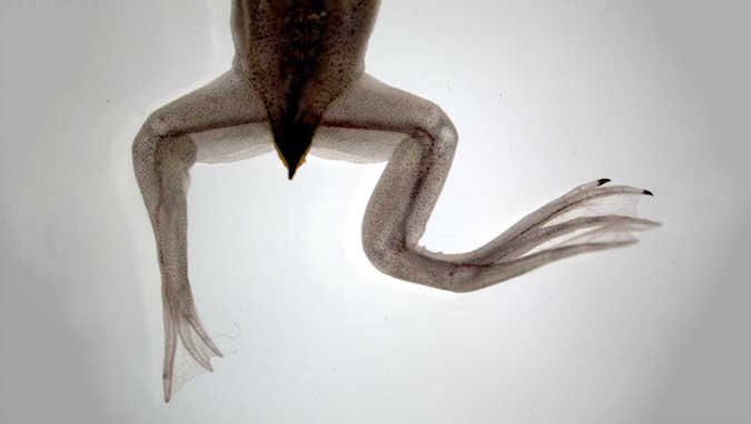 Progesterone Device Helps Frogs Regenerate Lost Limbs | NOVA | PBS ...