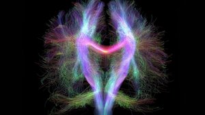 Your Brain | NOVA | PBS