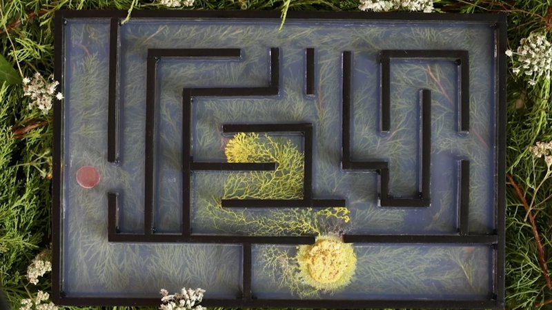 Secret Mind of Slime | NOVA | PBS