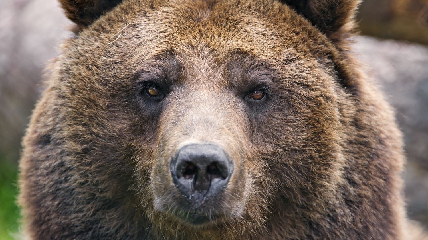 Secrets of Bear Hibernation Could Help Us Get to Mars | NOVA | PBS