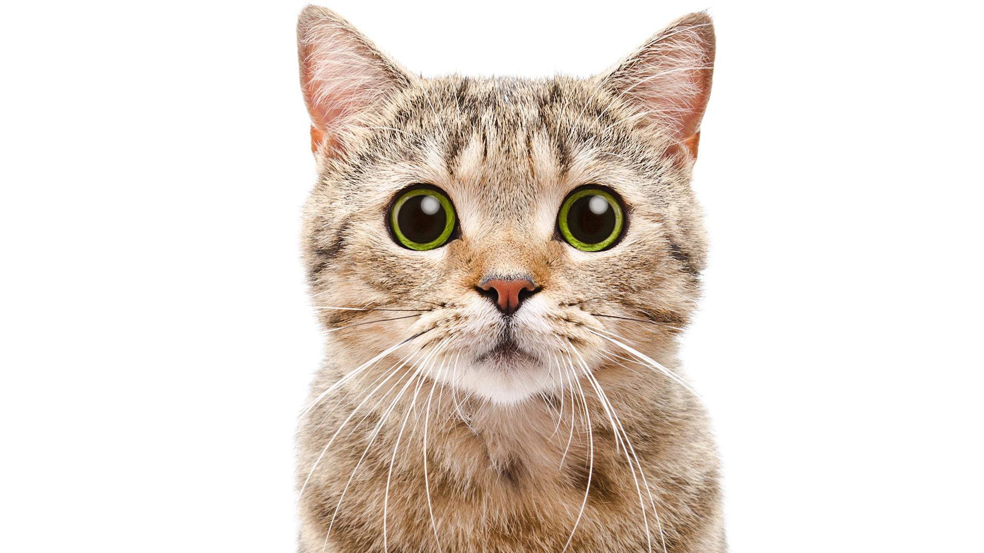 Are Cats As Easy to Train as Dogs? | NOVA | PBS