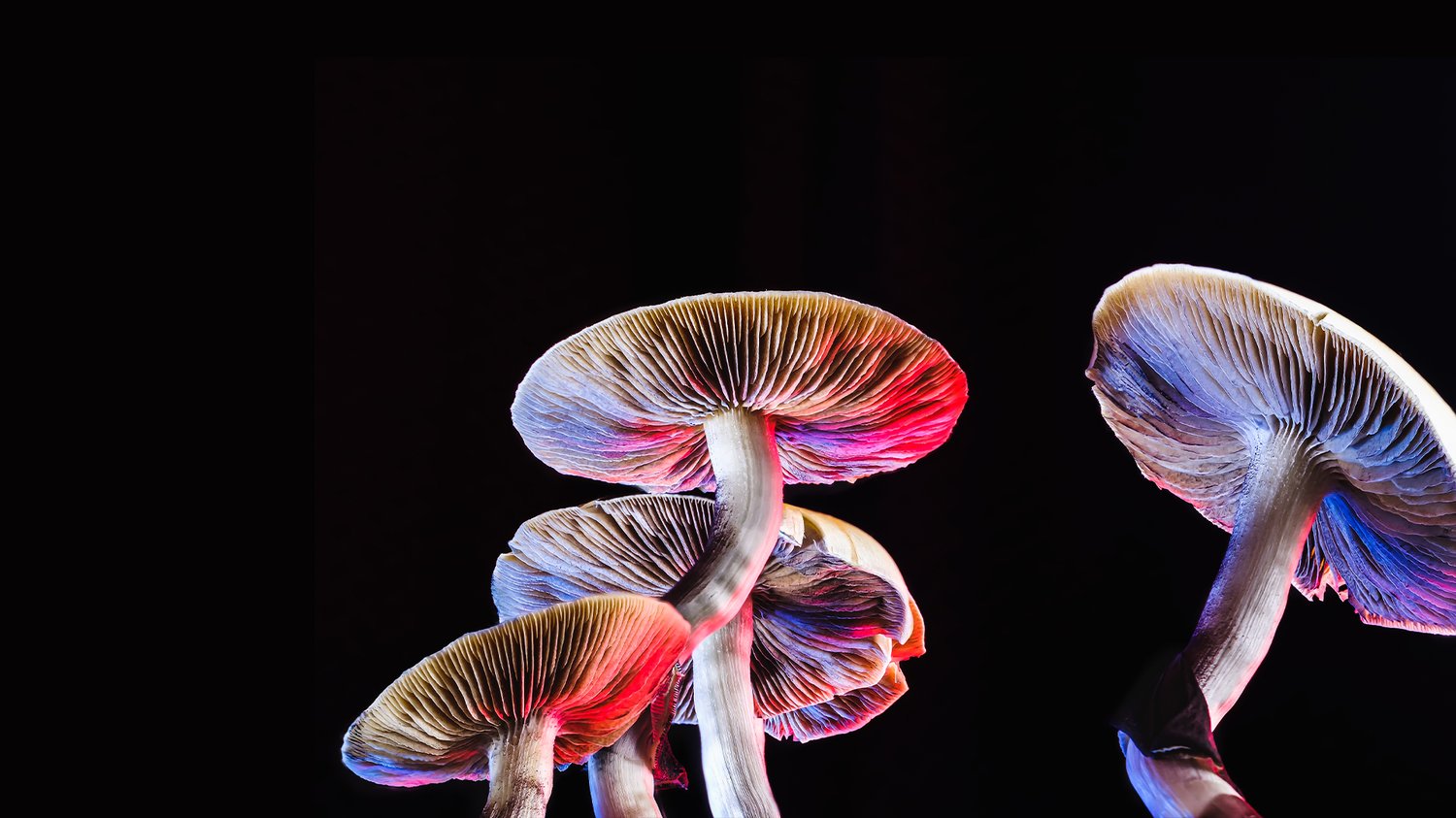 How do psychedelics work? This brain region may explain their effects ...