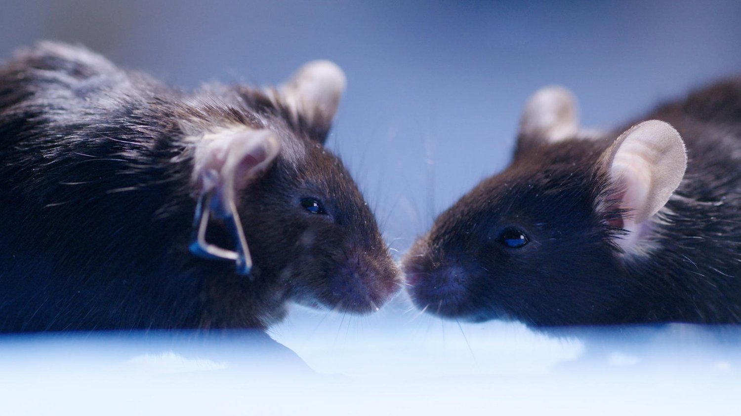 The Cannabis Question | NOVA | PBS