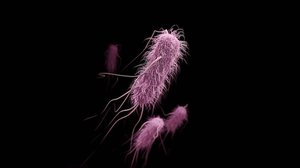 Sugar Can Keep Good Microbes From Colonizing Your Gut | NOVA | PBS