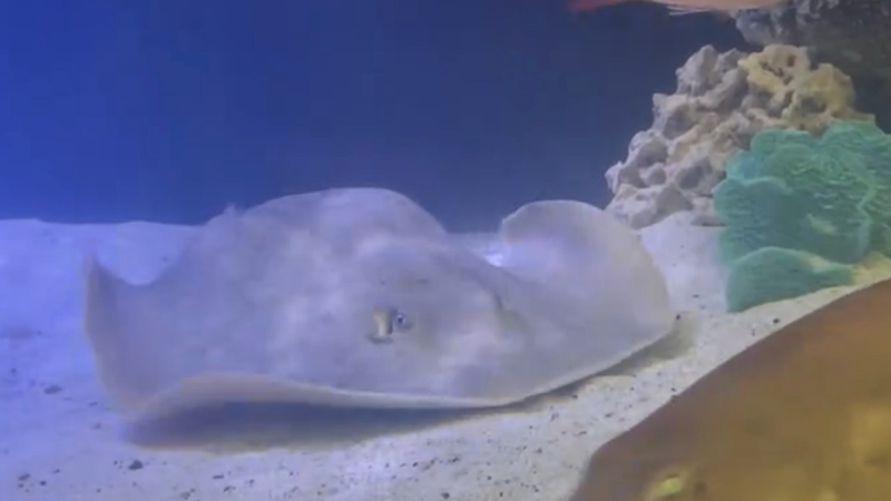 How This Stingray May Have Gotten Pregnant Without a Mate | NOVA | PBS