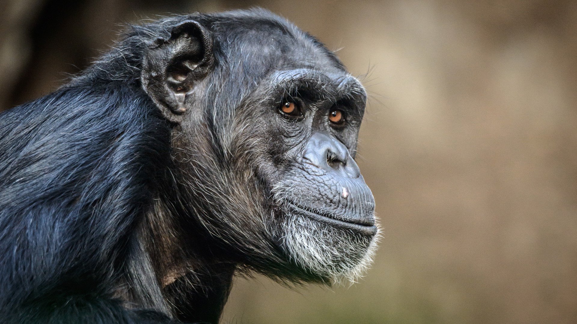 Lab-grown mini-brains highlight developmental differences between ...