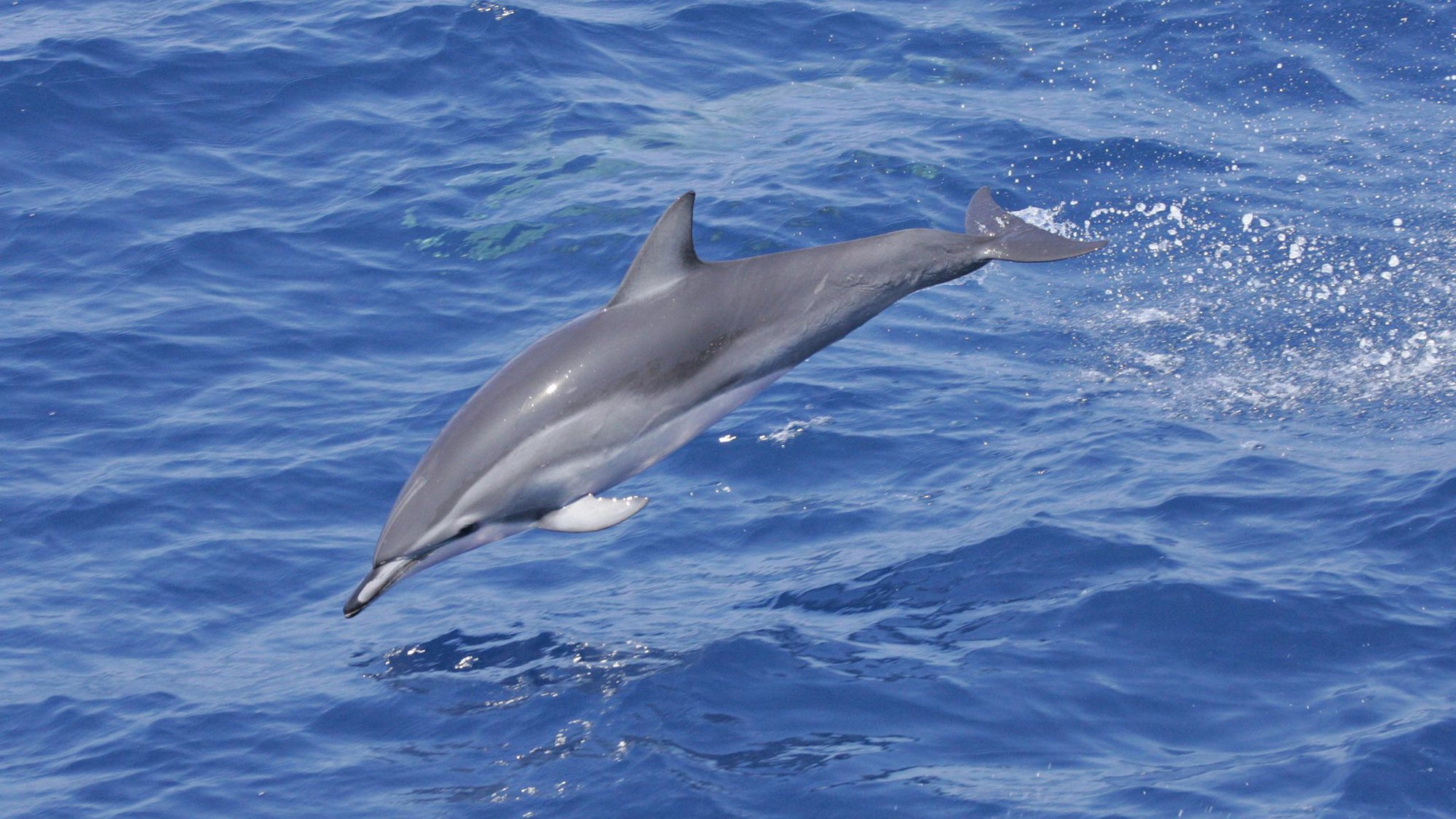 Hybrid Dolphin Gives Scientists Rare Window into Evolution | NOVA | PBS