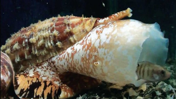 Deadly Sea Snail Venom Could Hold Key to Faster Insulin Therapies ...