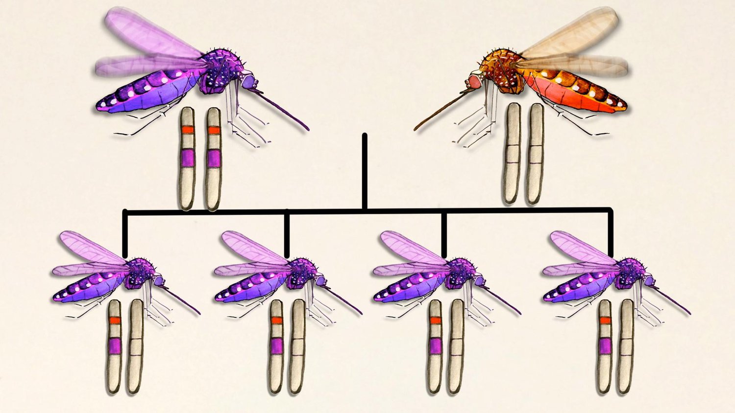 Scientists use radiation and bacteria to slash mosquito populations on ...