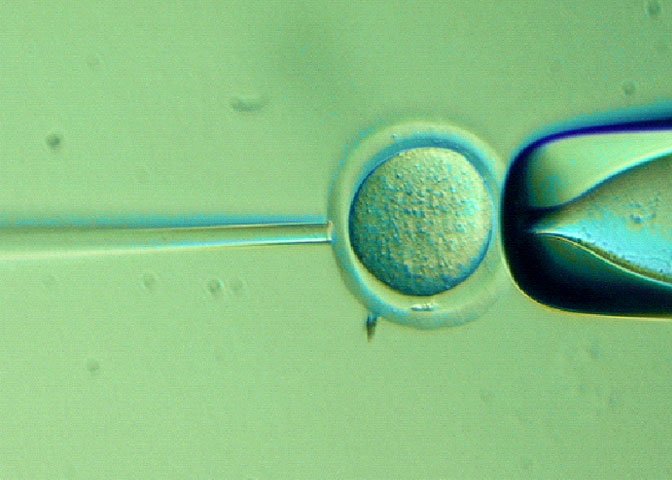 The Stem Cell Controversy | NOVA | PBS