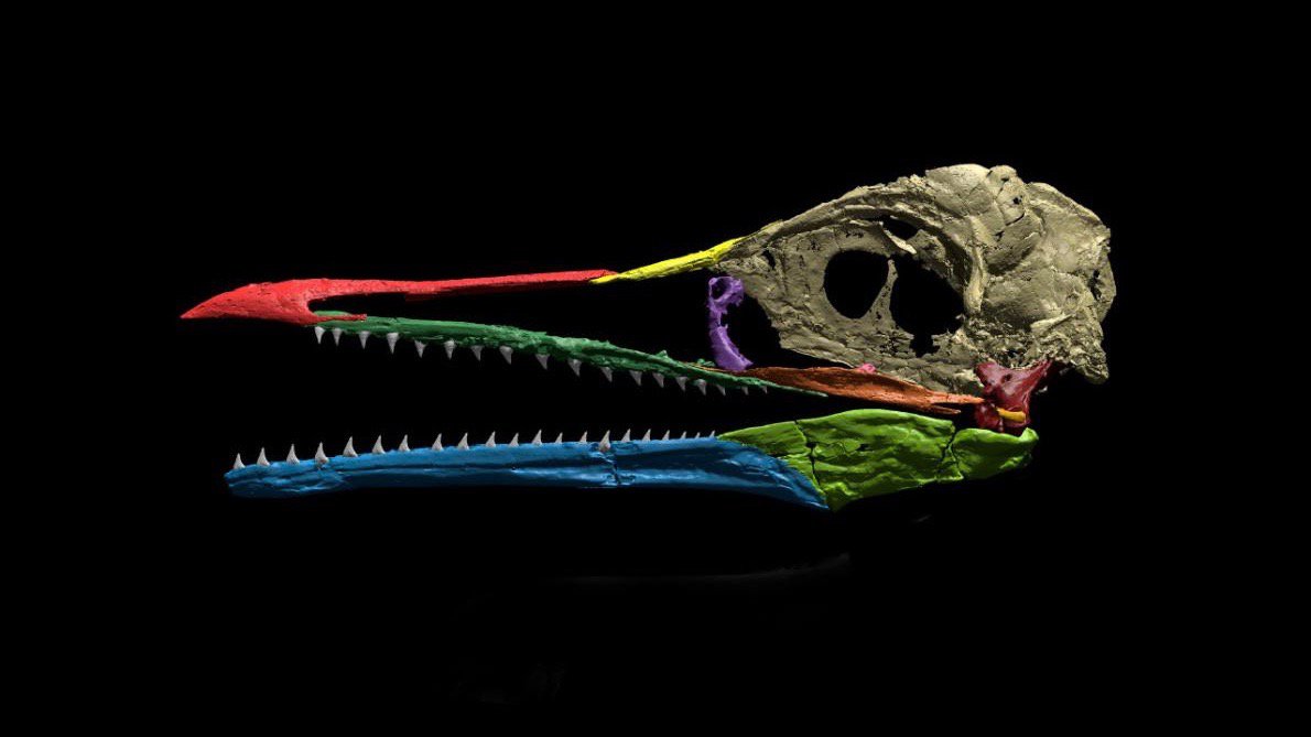Unprecedented Fossil Provides New Understanding of Bird Evolution ...
