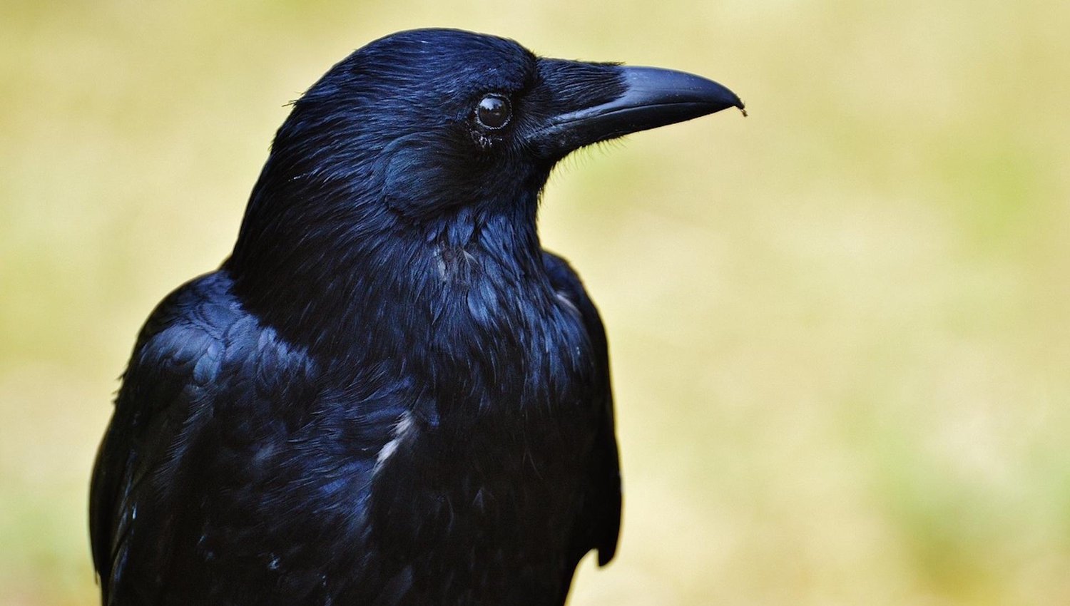 Bird Brain | NOVA | PBS