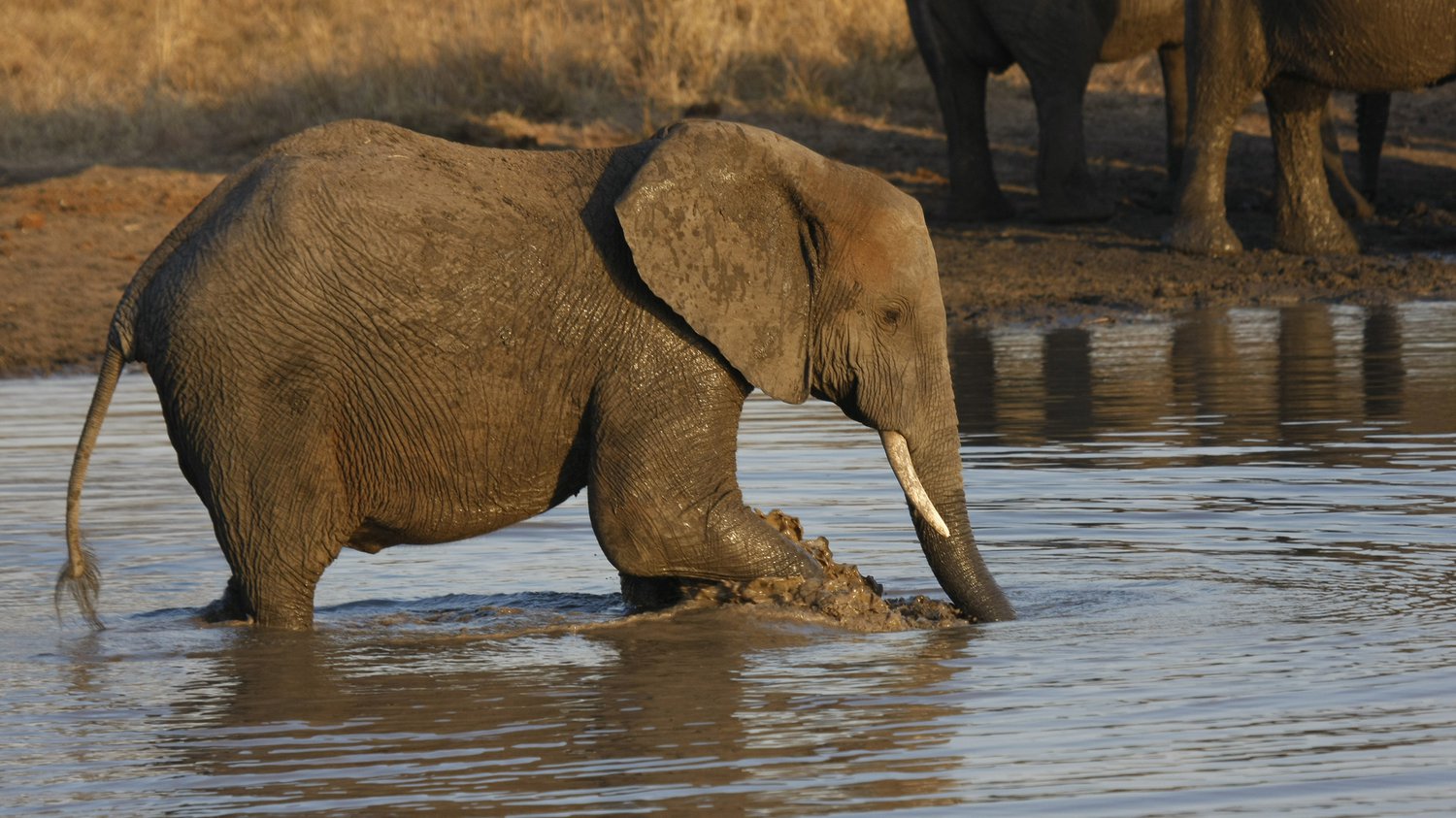 Elephants can use scent to distinguish more from less | NOVA | PBS