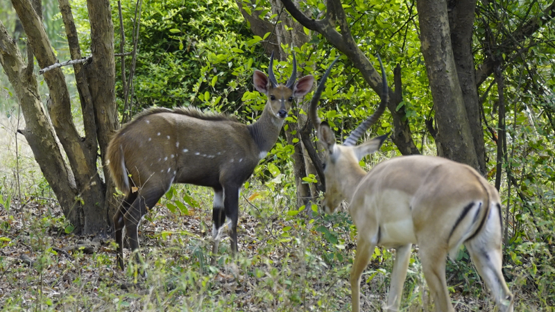 Is Fear Contagious? | NOVA | PBS