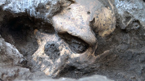 New Skull Reveals A Simpler Family Tree | NOVA | PBS