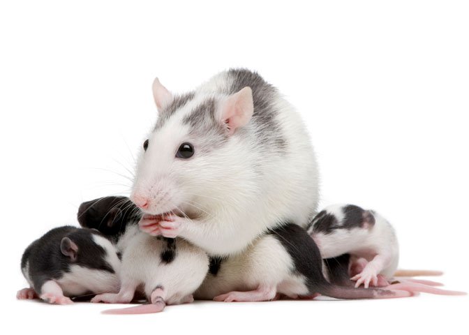 The Nurture of Nature | NOVA | PBS