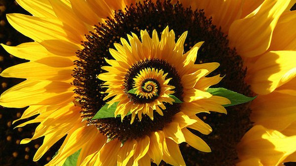 Math: Discovered, Invented, or Both? | NOVA | PBS