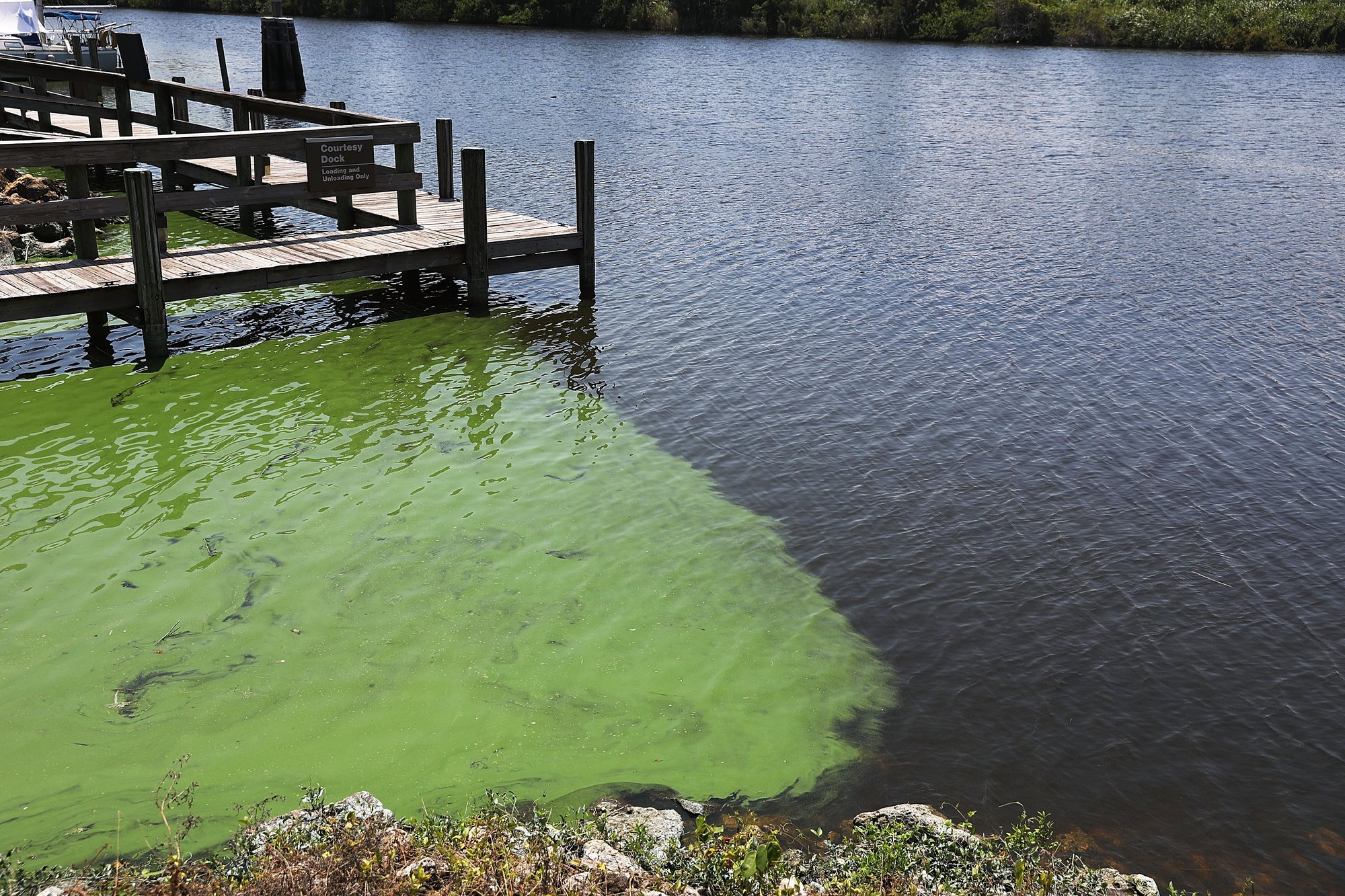 A year ago, toxic red tide took over Florida’s Gulf Coast. What would ...