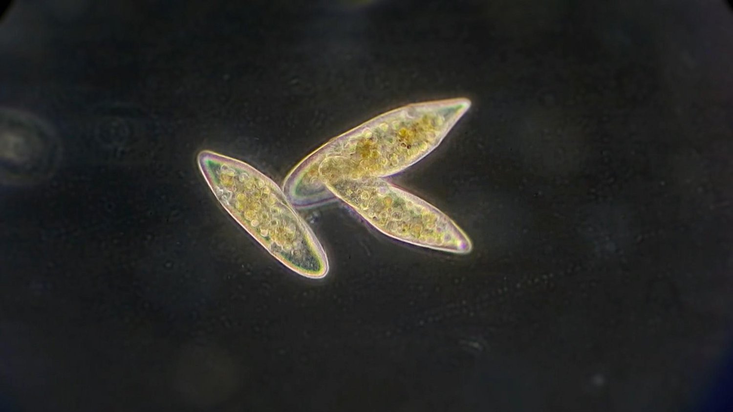 Beyond the Elements | NOVA | PBS