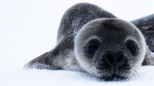 Polar Extremes | NOVA | PBS