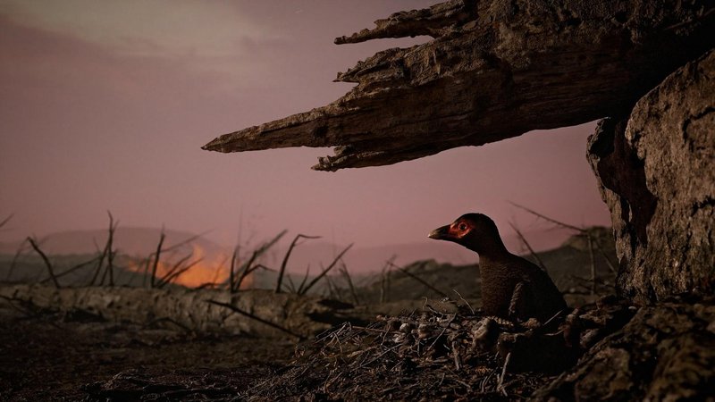 How Birds Evolved to Fly (feat. Slow-Mo Baby Birds) | NOVA | PBS