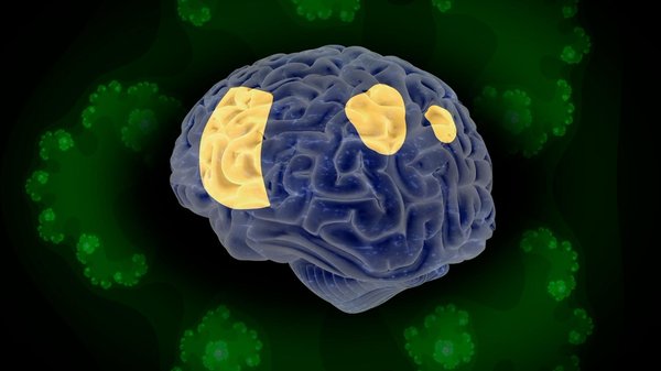 Your Brain | NOVA | PBS