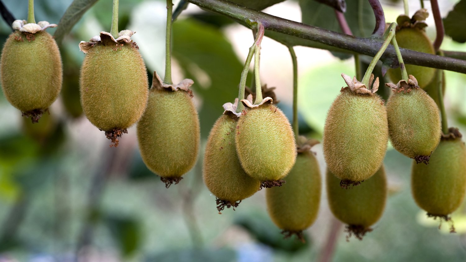 How kiwi plants’ Shy Girls and Friendly Boys helped them evolve ...