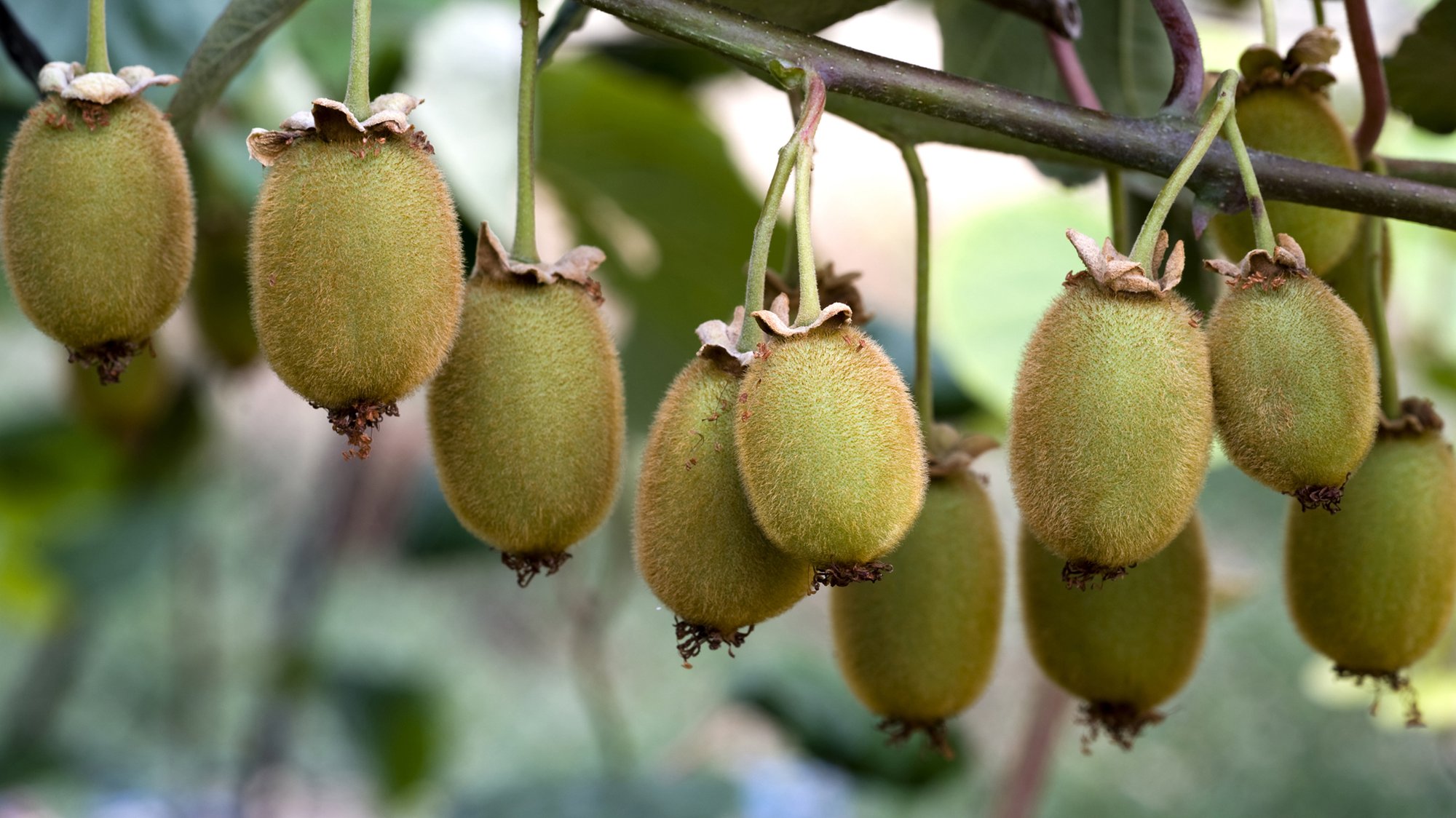How kiwi plants’ Shy Girls and Friendly Boys helped them evolve ...