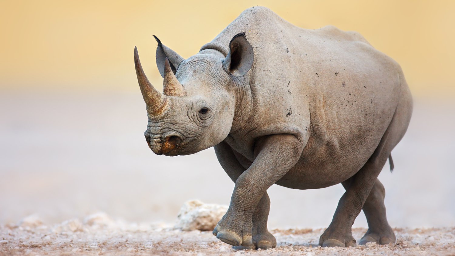 Wildlife trade may put nearly 9,000 land-based species at risk of ...