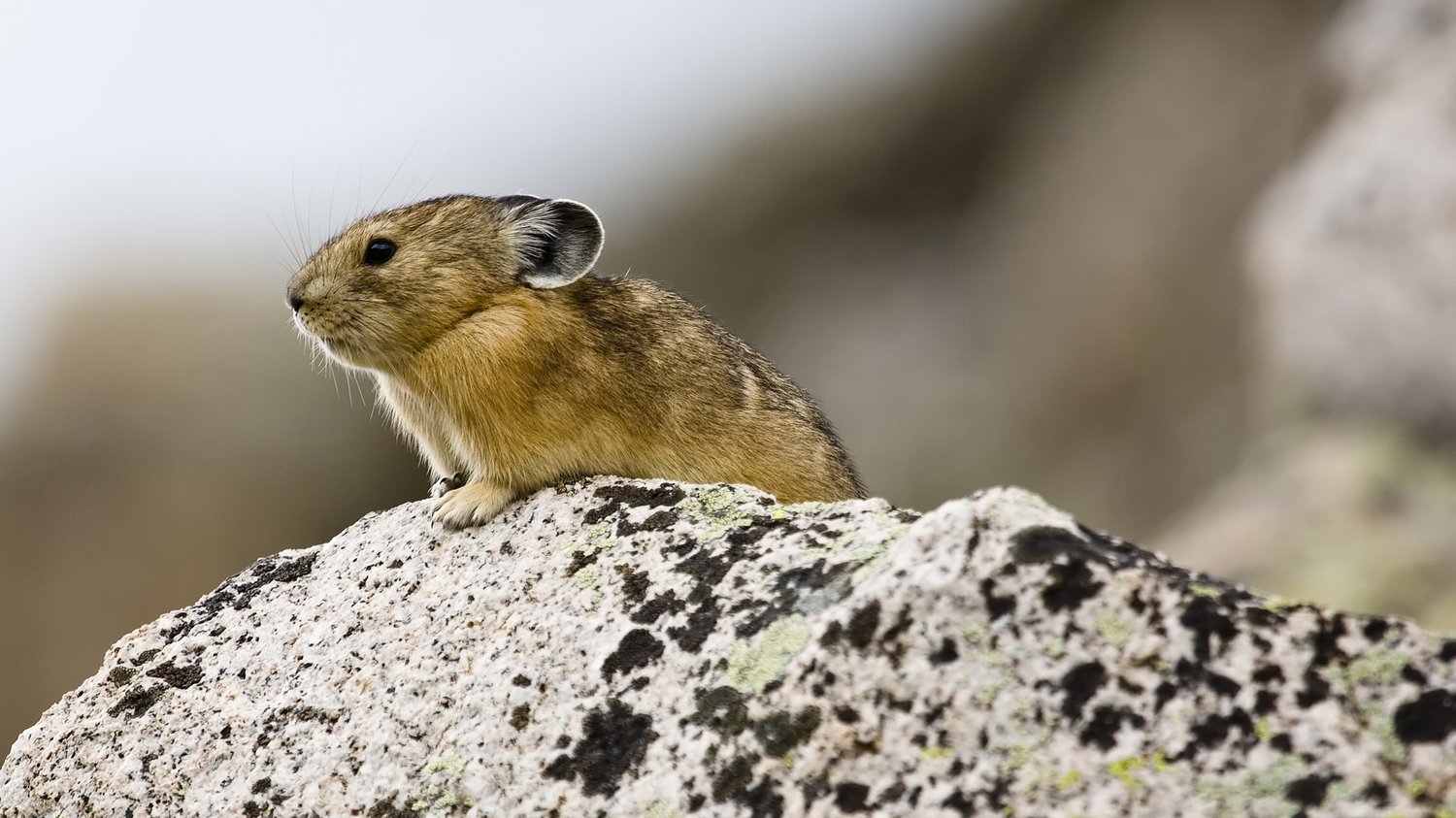 To save climate-sensitive pikas, conservation efforts need to get local ...