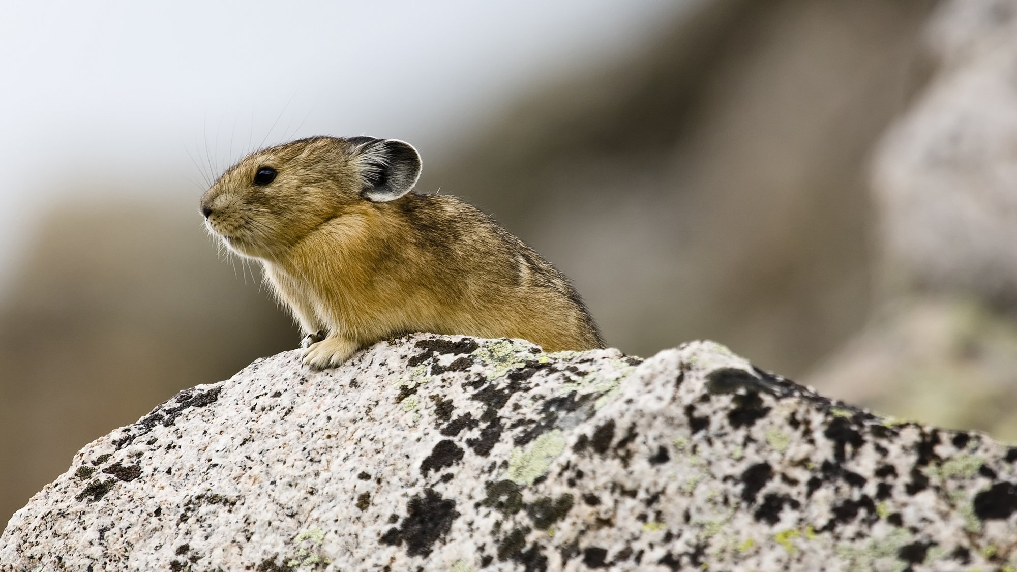 To save climate-sensitive pikas, conservation efforts need to get local ...