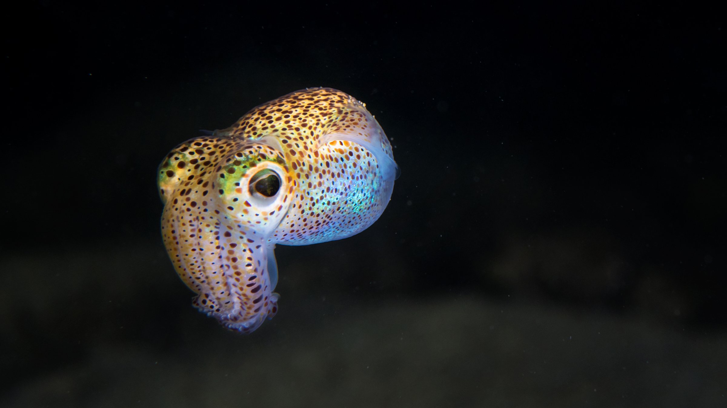 Glowing Microbes Reprogram Squid Eyes From Afar | NOVA | PBS | NOVA | PBS