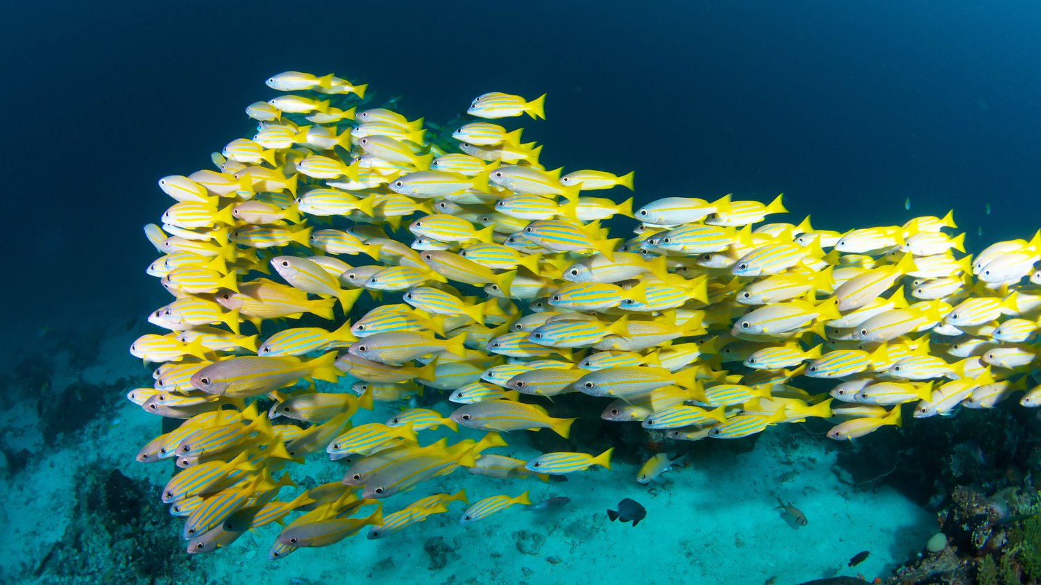 These 480-million-year-old conga lines preserve early signs of group ...