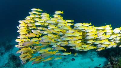 These 480-million-year-old conga lines preserve early signs of group ...