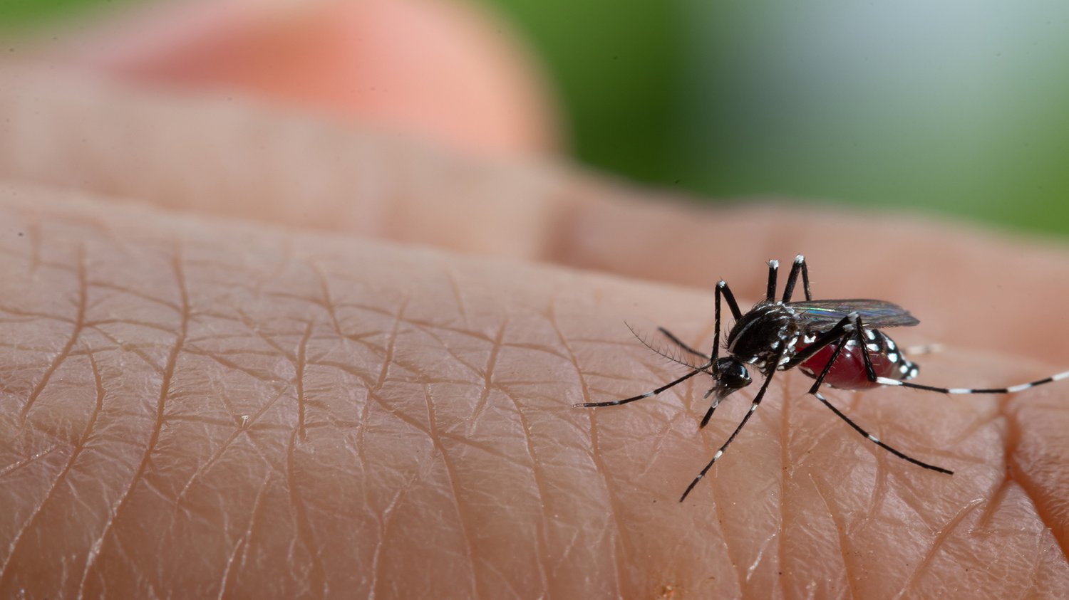 Scientists use radiation and bacteria to slash mosquito populations on ...