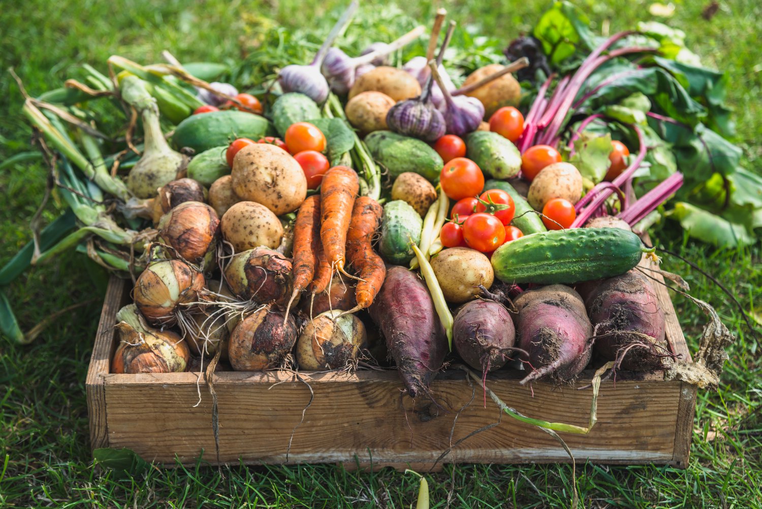 Explore At-Home Agriculture with NOVA Education | NOVA | PBS