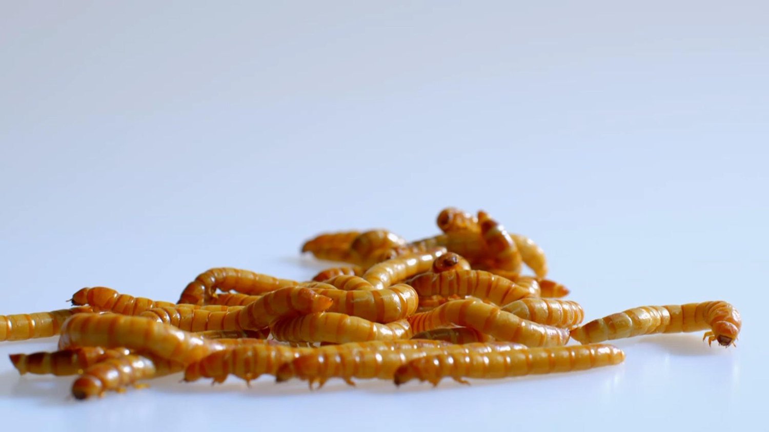 Was Eating Insects Key to Human Brain Evolution? | NOVA | PBS