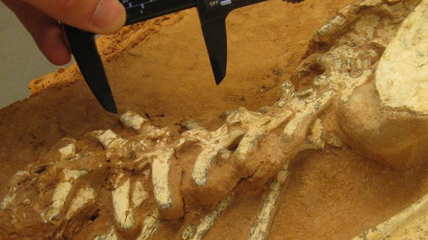 Paleontologists use tail bones to tell male and female dinosaurs apart ...