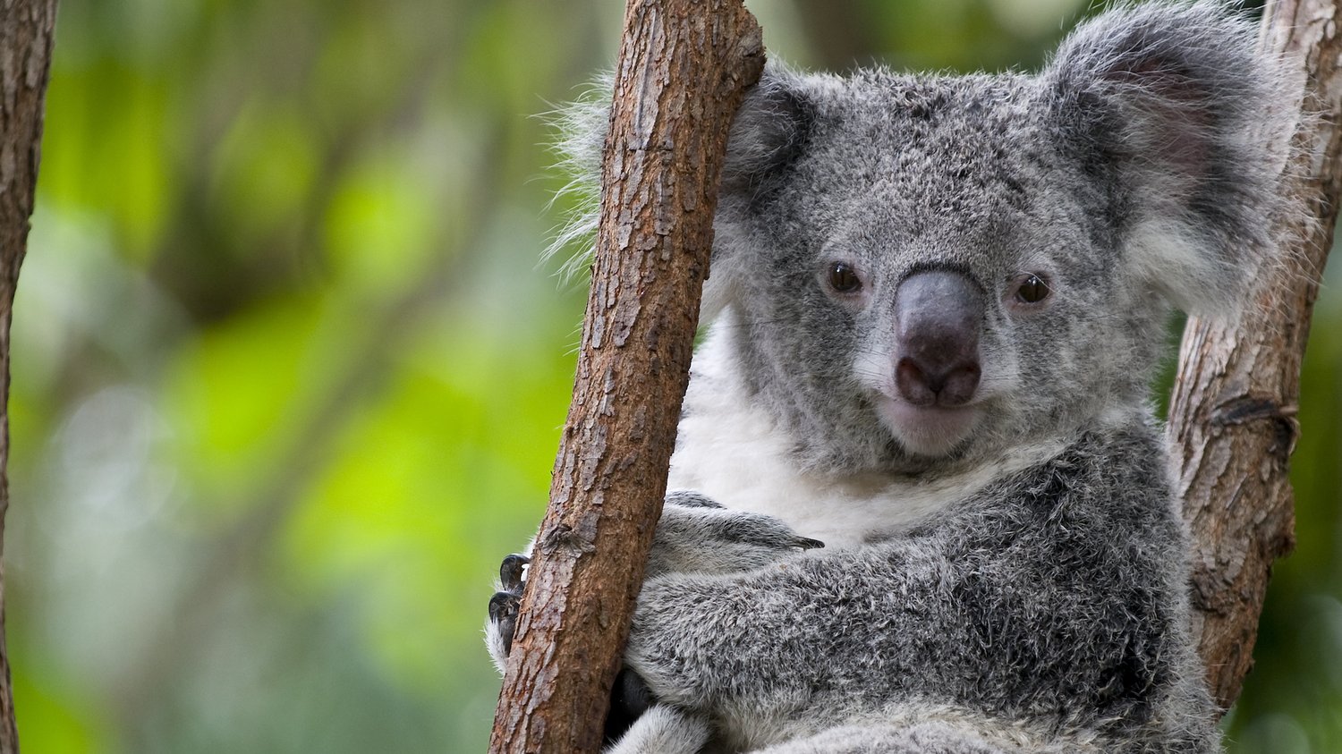 Koalas have fingerprints almost identical to ours | NOVA | PBS