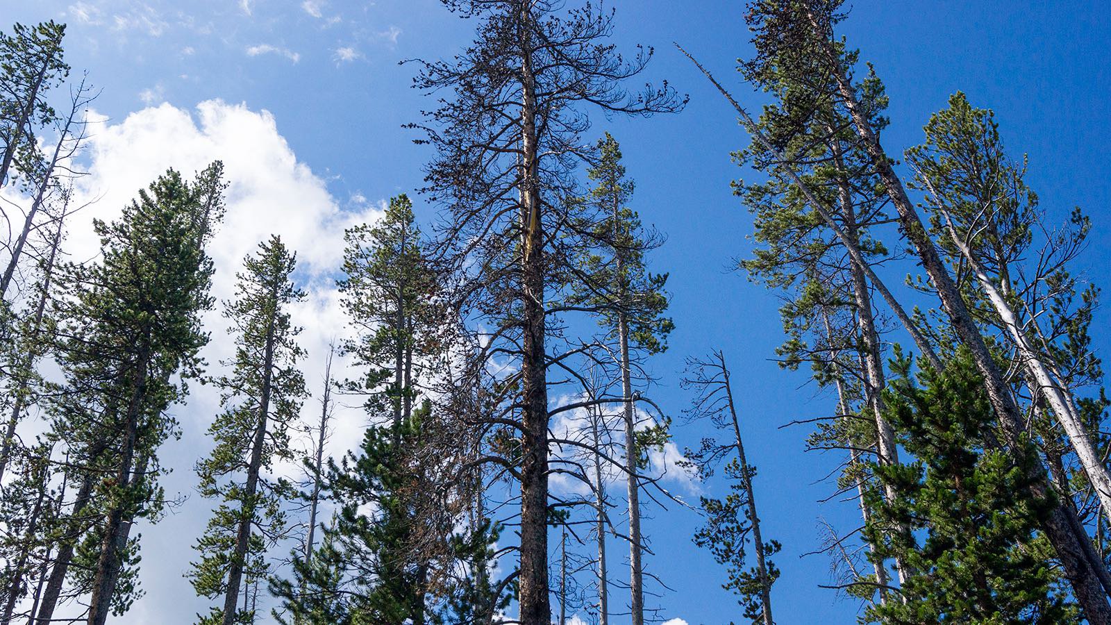 Scientists may now be able to predict forest die-off up to 19 months in ...