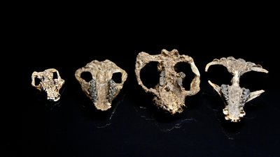 Rise of the Mammals | NOVA | PBS