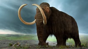 Great Mammoth Mystery | NOVA | PBS