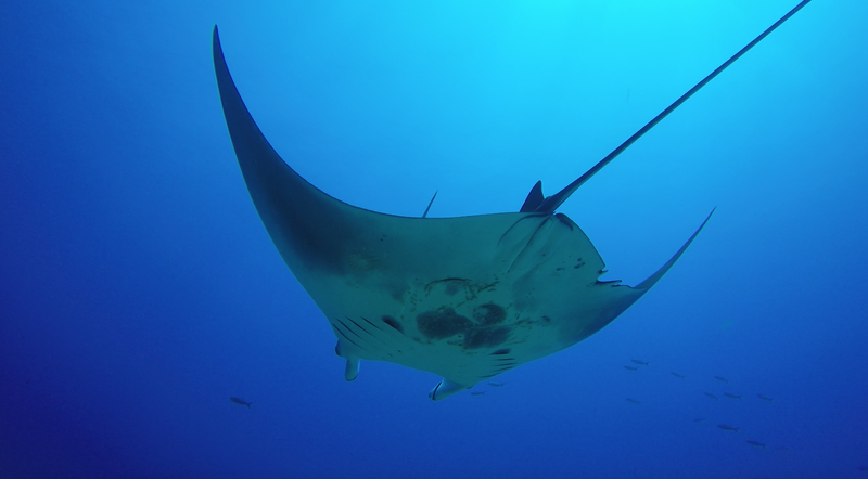 In a First, Scientists Discover Oceanic Manta Ray Nursery | NOVA | PBS