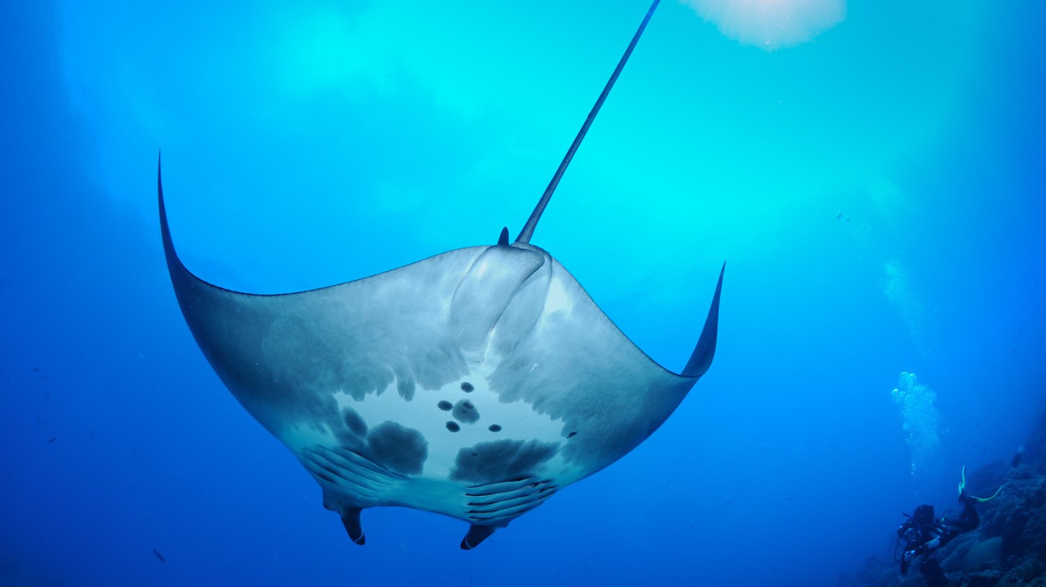 In a First, Scientists Discover Oceanic Manta Ray Nursery | NOVA | PBS
